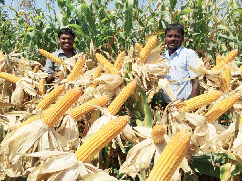 Maize production in India : Challenges, opportunities and ways forward ...